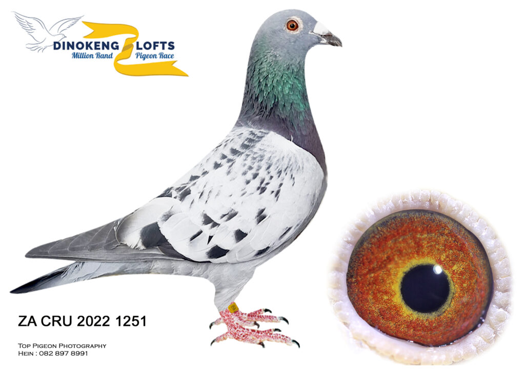 LOT 35 DINOKENG OLR AUCTION 4 A -FERDIE COETZER – ZA 22 CRU 1251 – SIRE:19925 ZA OP 20 .Alias ...