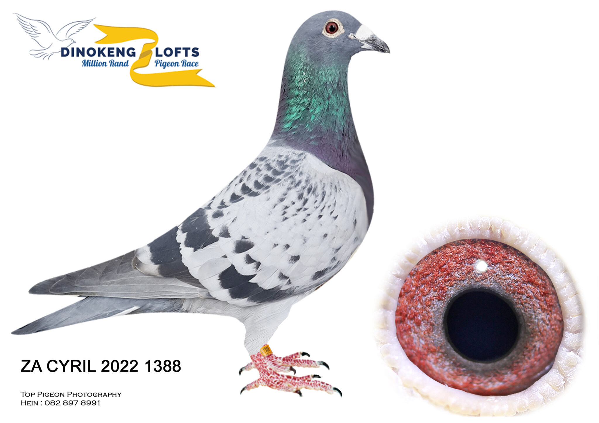 Z..LOT 115 DINOKENG OLR AUCTION 4 B -LEN KNOETZE – ZA 22 CYRIL 1388 – SIRE:2628 ZA SLIM 17 ...