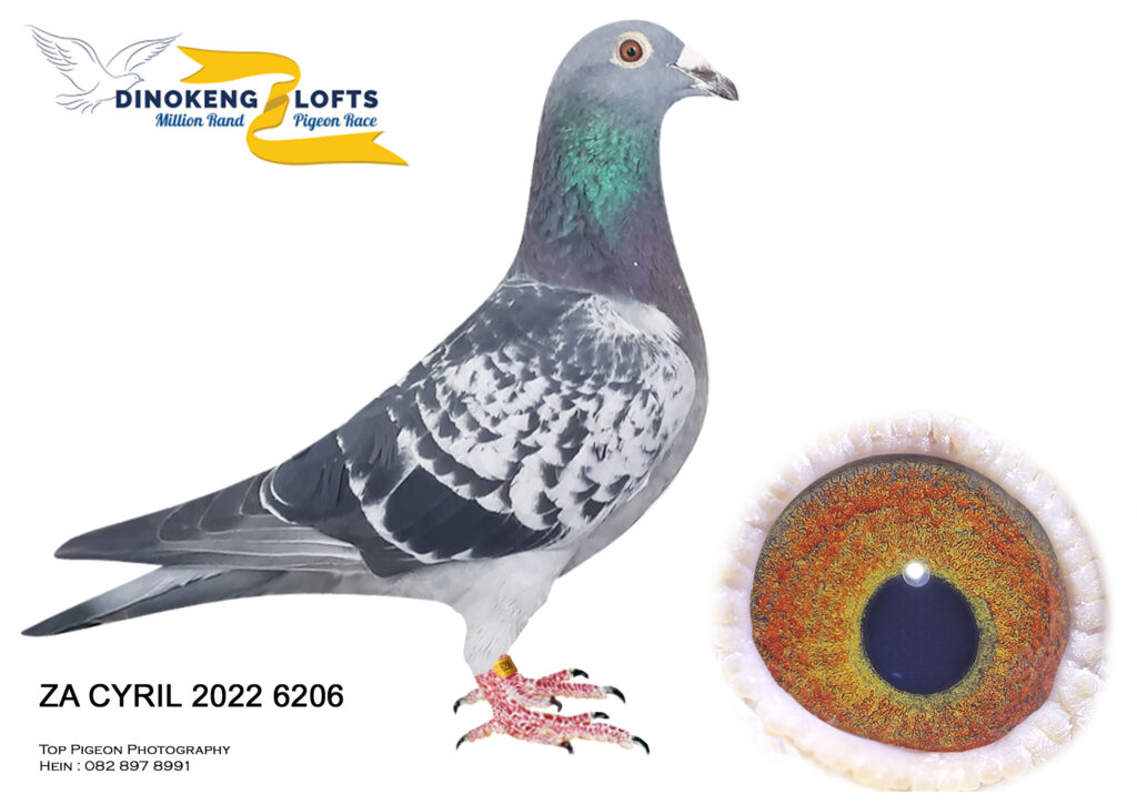 LOT 66 DINOKENG OLR AUCTION 4 B -FERDIE COETZER – ZA 22 CYRILS 6206 – SIRE:19925 ZA OP 20 .Alias ...