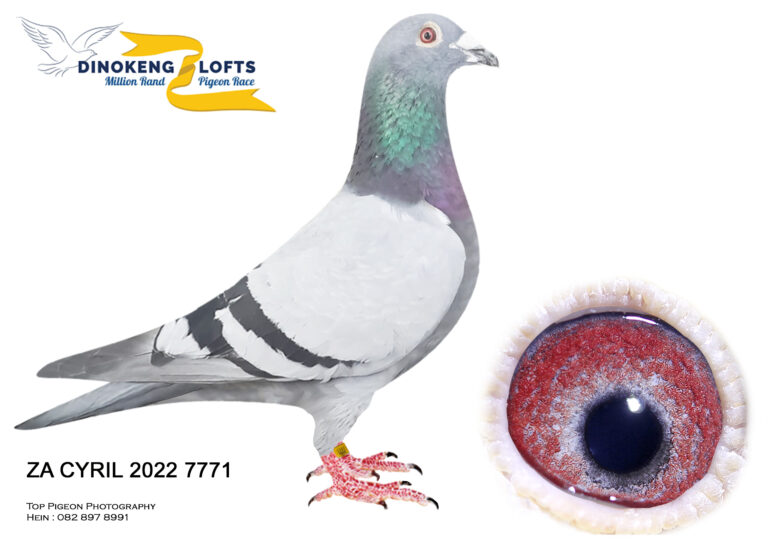 LOT 34 DINOKENG OLR AUCTION 4 A -DIVINE APPOINTMENT SYNDICATE – ZA 22 CYRL 7771———sire:271 ZA ...