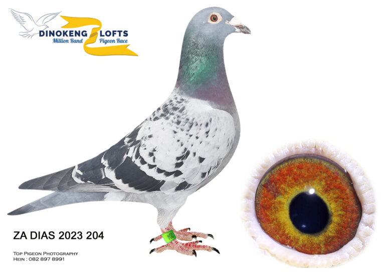 LOT 73 DINOKENG OLR AUCTION 4 B -WEBSTER LOFTS – ZA 23 DIAS 204 CH – NESTMATE SOLD ON AFRIKAPRO ...