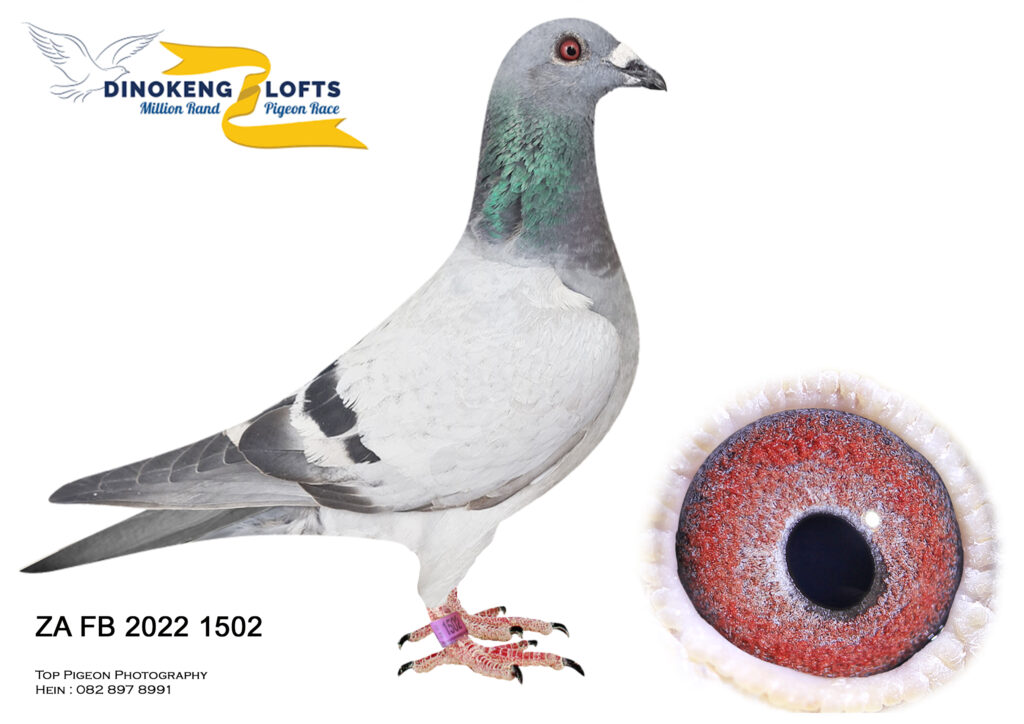 Z..LOT 114 DINOKENG OLR AUCTION 4 B -KADER & NADIA AHMED /YAZEED/FRANS – ZA 22 FB 1502-NO PEDIGREE!!