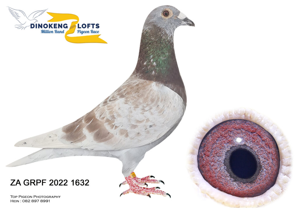 LOT 96 DINOKENG OLR AUCTION 4 B -THE SKY TEAM – ZA 22 GRPF 1632 – NO PEDIGREE!!