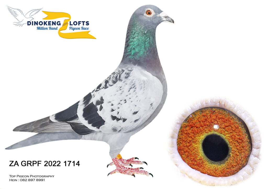 LOT 93 DINOKENG OLR AUCTION 4 B -THE SKY TEAM – ZA 22 GRPF 1714 – NO PEDIGREE!!