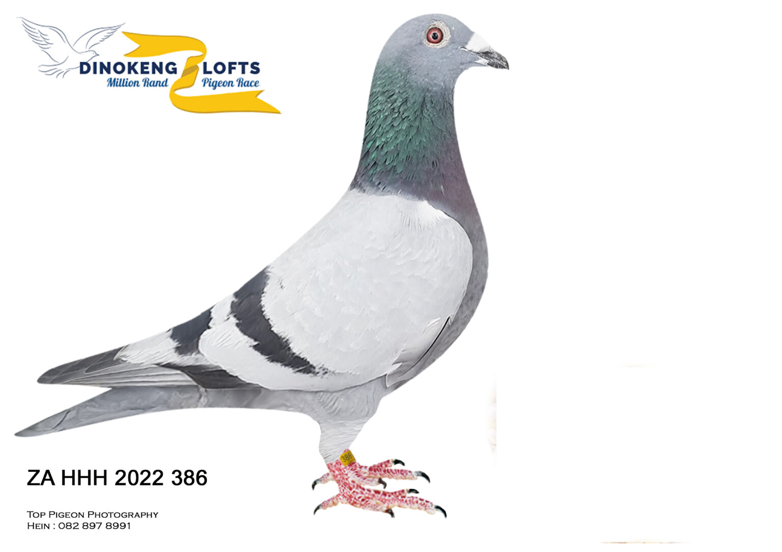 LOT 44 DINOKENG OLR AUCTION 4 A – BOSVELDERS – ZA 22 HHH 386 – NO PEDIGREE!!