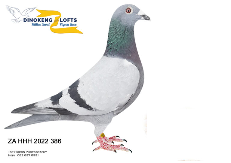 LOT 44 DINOKENG OLR AUCTION 4 A – BOSVELDERS – ZA 22 HHH 386 – NO PEDIGREE!!