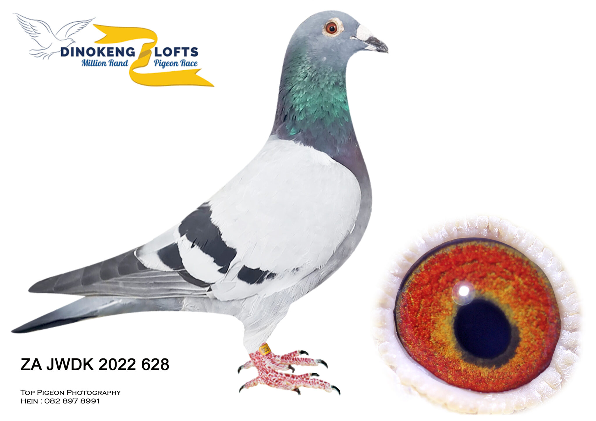 Z..LOT 103 DINOKENG OLR AUCTION 4 B – FOUR WORX – ZA 22 JWDK 628 – NO PEDIGREE!!