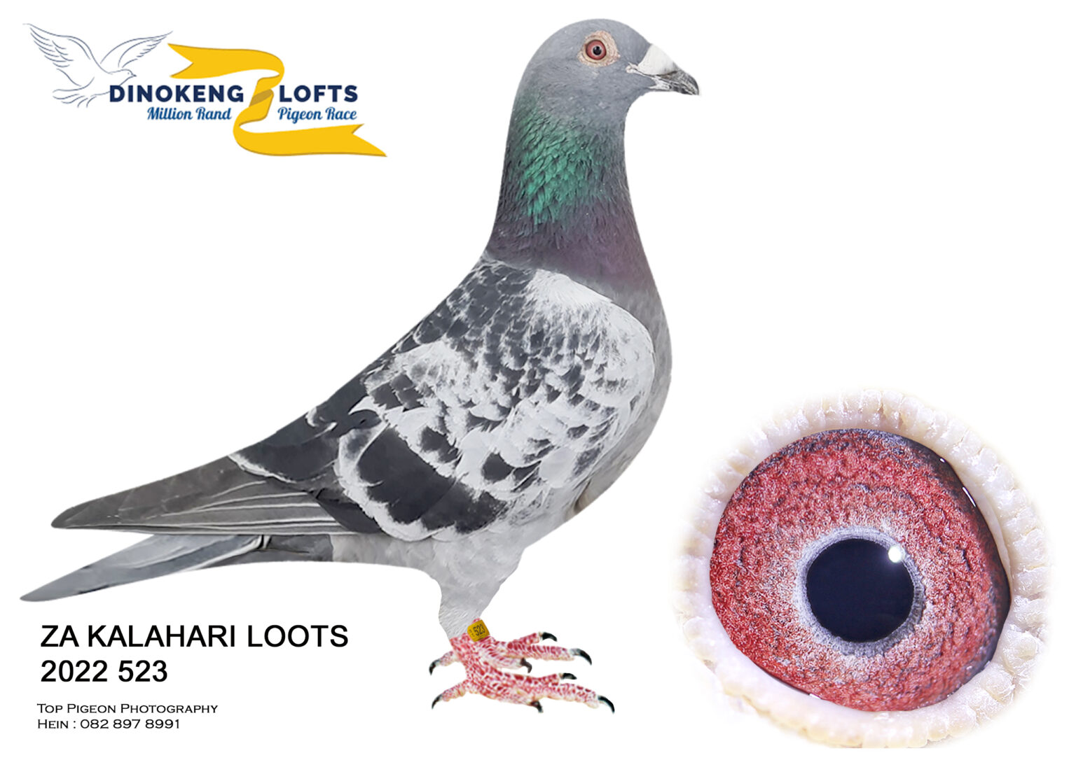 LOT 45 DINOKENG OLR AUCTION 4 A -KALAHARI LOOTS TEAM 2 – ZA 22 KALAHARI LOOTS 523 – sSire ...