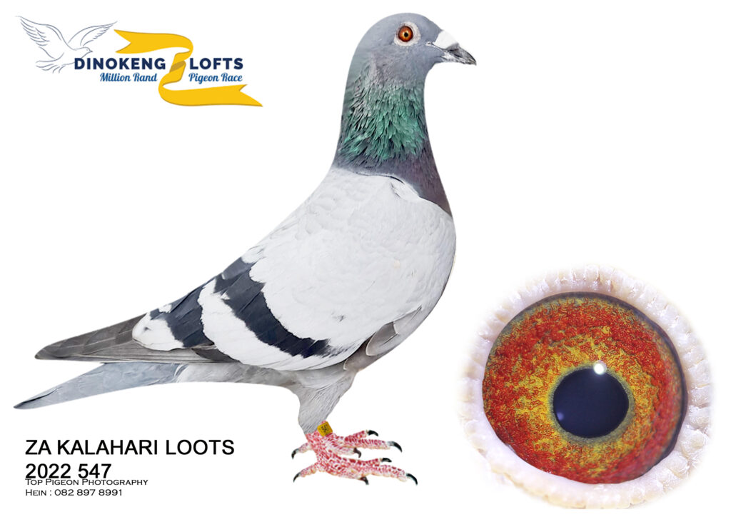 LOT 54 DINOKENG OLR AUCTION 4 A -KALAHARI LOOTS TEAM 1 – ZA 22 KALAHARI LOOTS 547 – Sire: ZA NRU ...