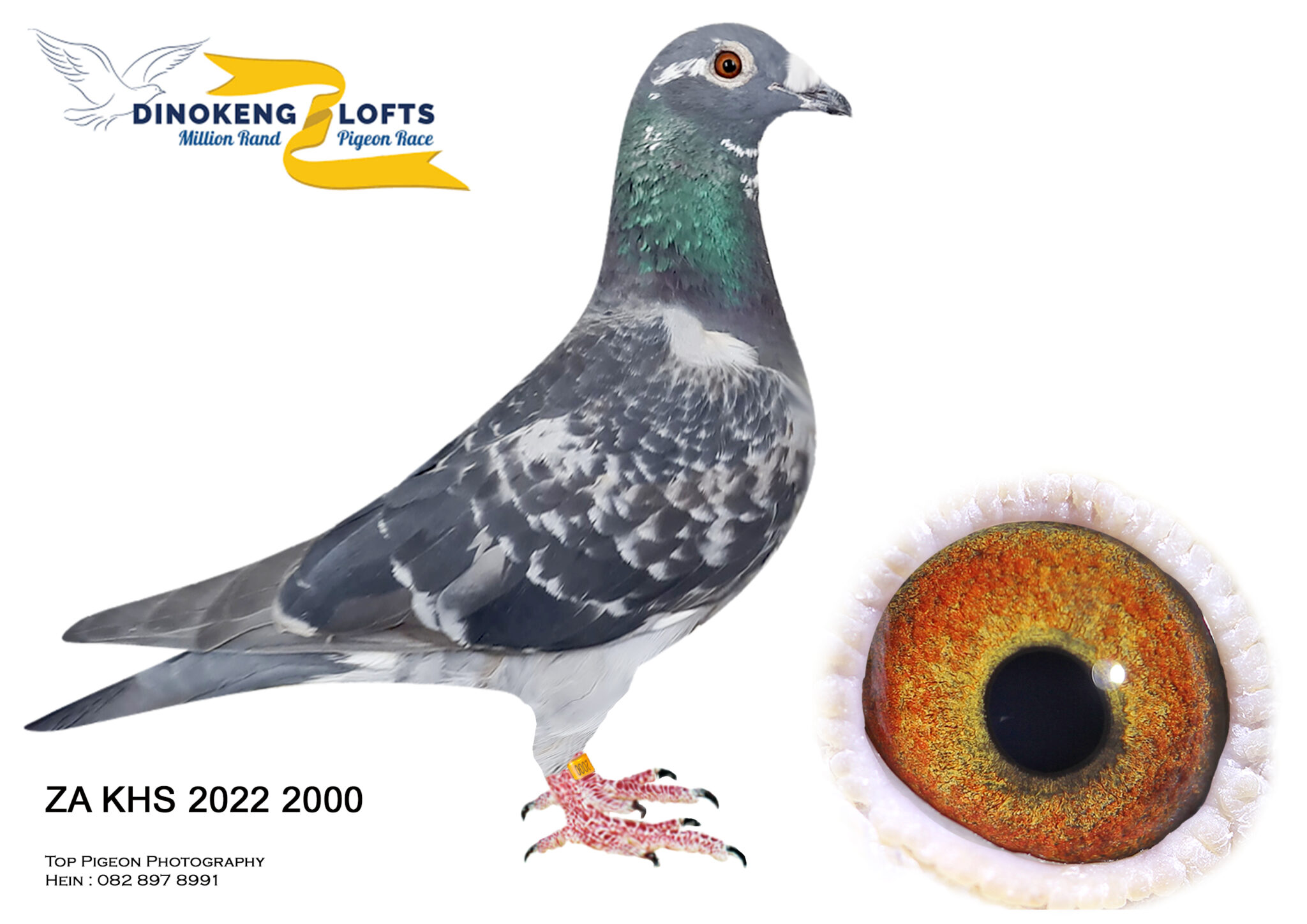 LOT 83 DINOKENG OLR AUCTION 4 B -JB & KIE – ZA 22 KHS 2000 – SIRE WERE BOUGH FROM A CENTRAL ...