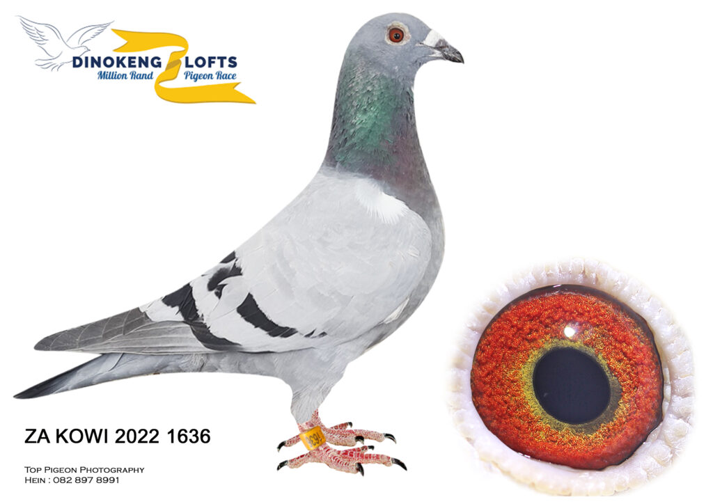 Z..LOT 113 DINOKENG OLR AUCTION 4 B – INTER PROVINCIAL QUARTET – ZA 22 NIX 3287 BB – SIRE: 4462 ...