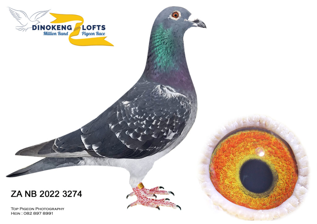 LOT 92 DINOKENG OLR AUCTION 4 B – MPN SYNDICATE – ZA 22 NB 3274 – see dam pedigree!!