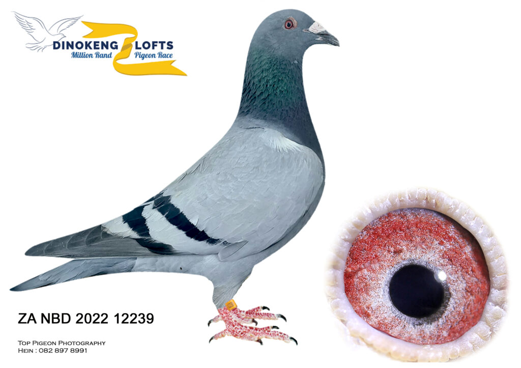 LOT 98 DINOKENG OLR AUCTION 4 B -DIE STORMERS – ZA 22 NBD 12239 – NO PEDIGREE!!