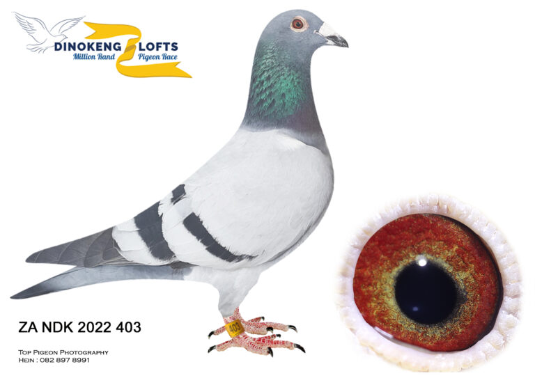 LOT 91 DINOKENG OLR AUCTION 4 B -MOORE LOFTS – ZA 22 NDK 403 – SIRE:ZA 18 OP 20090. CLAUSING ...