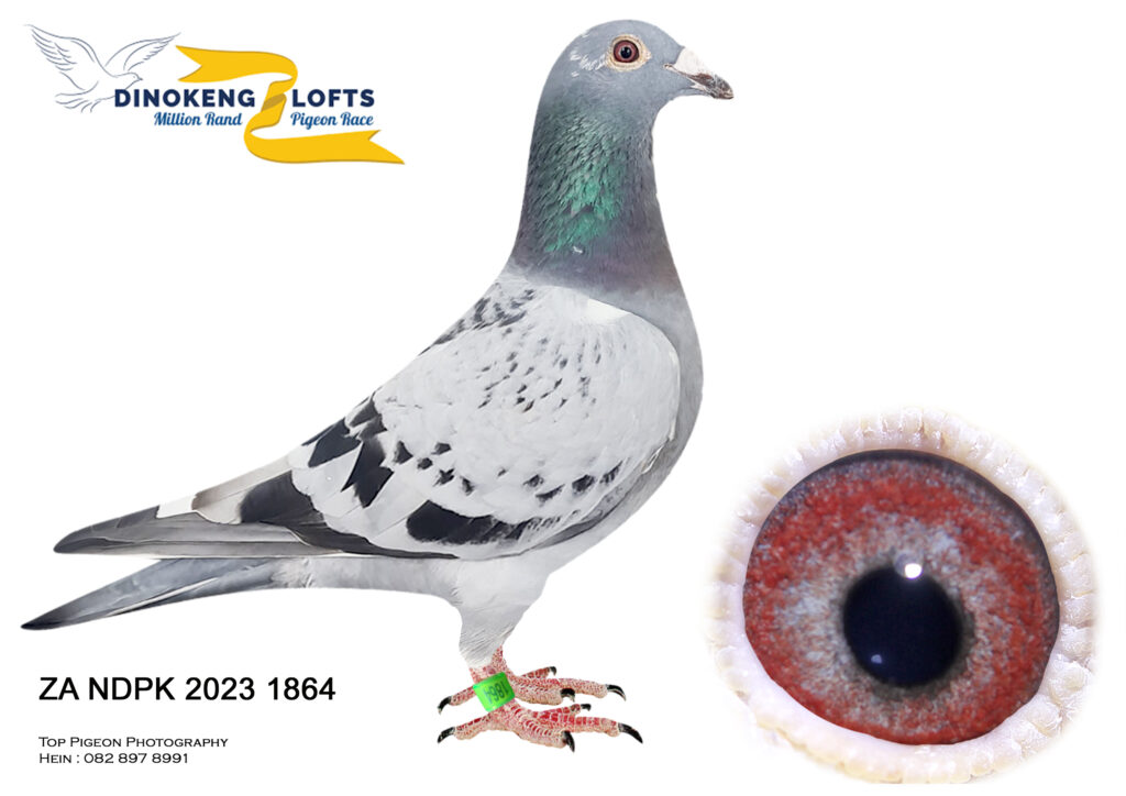 Z..LOT 105 DINOKENG OLR AUCTION 4 B -INTERPROVINCIAL QUARTET – ZA 23 NDPK 1864