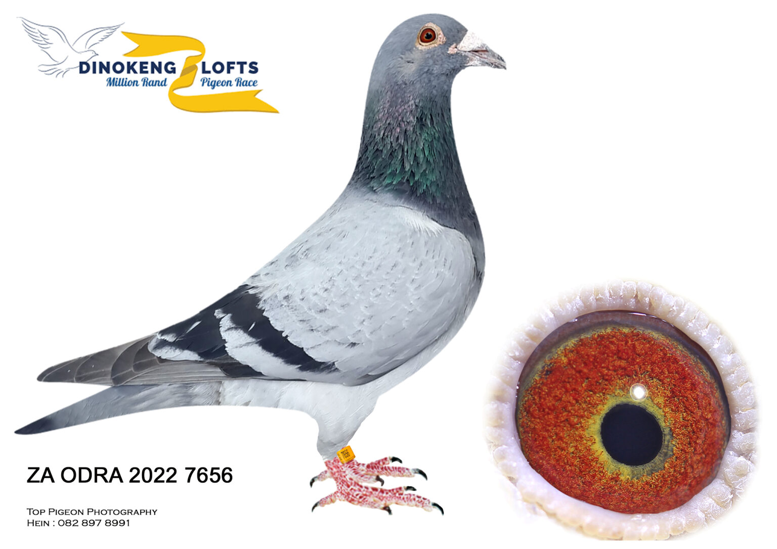 LOT 76 DINOKENG OLR AUCTION 4 B -BESTER/STANDER/BOHM – ZA 22 ODRA 7656 – SIRE: ZA 16 PWF 1125 ...