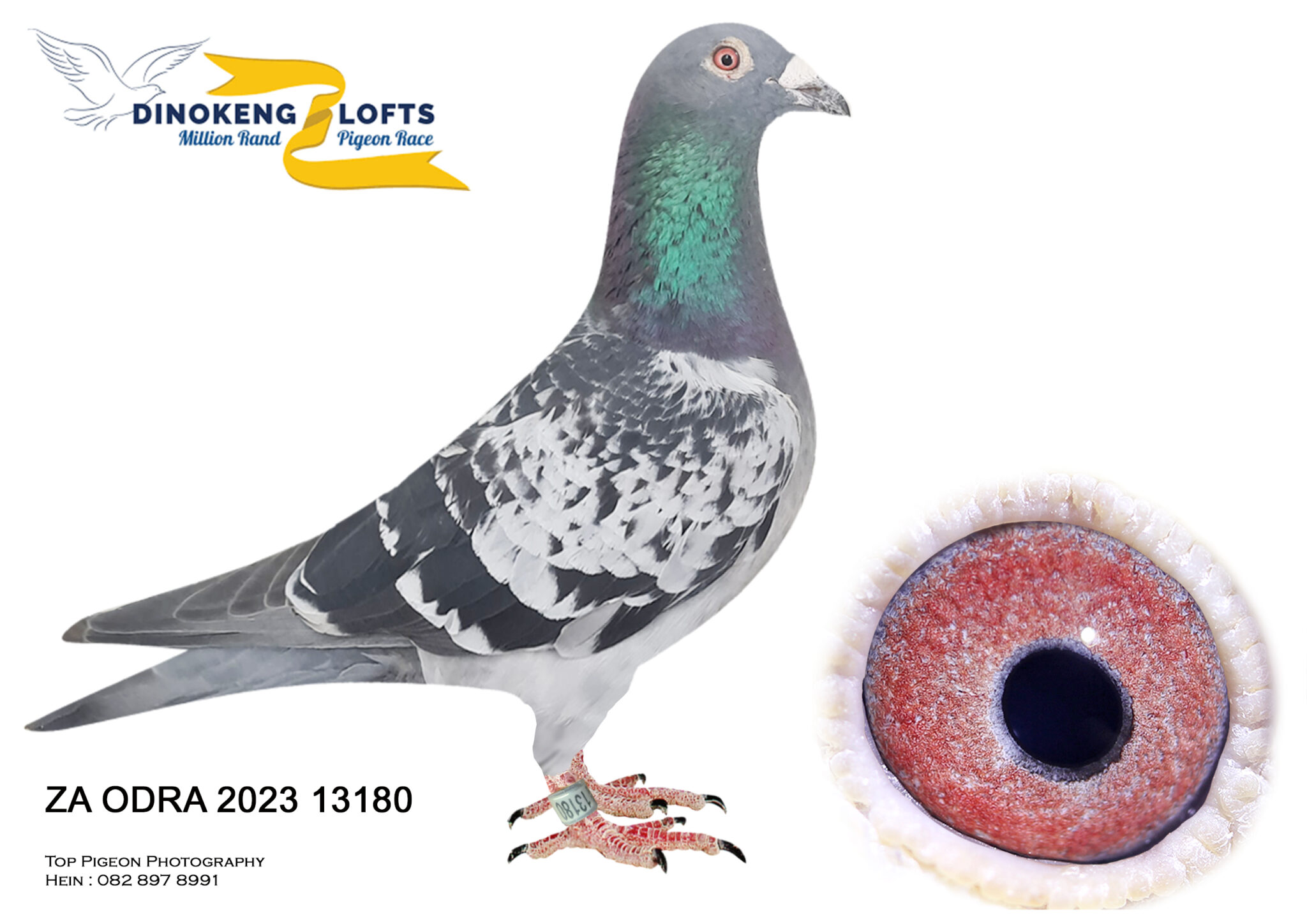 LOT 39 DINOKENG OLR AUCTION 4 A -GREYLING & LOUW – ZA 23 ODRA 13180 – SIRE: 90691 ZA 18. THIS ...