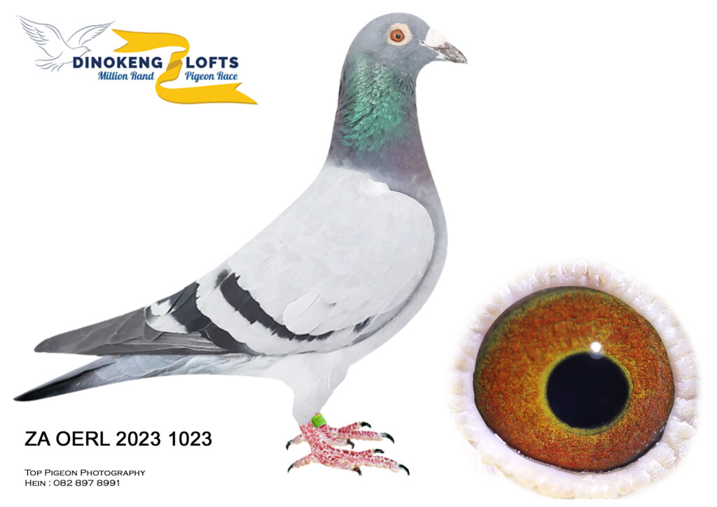 LOT 40 DINOKENG OLR AUCTION 4 A – BLUE JEWELS SINDIKAAT – ZA 23 OERL 1023 – NO PEDIGREE!!