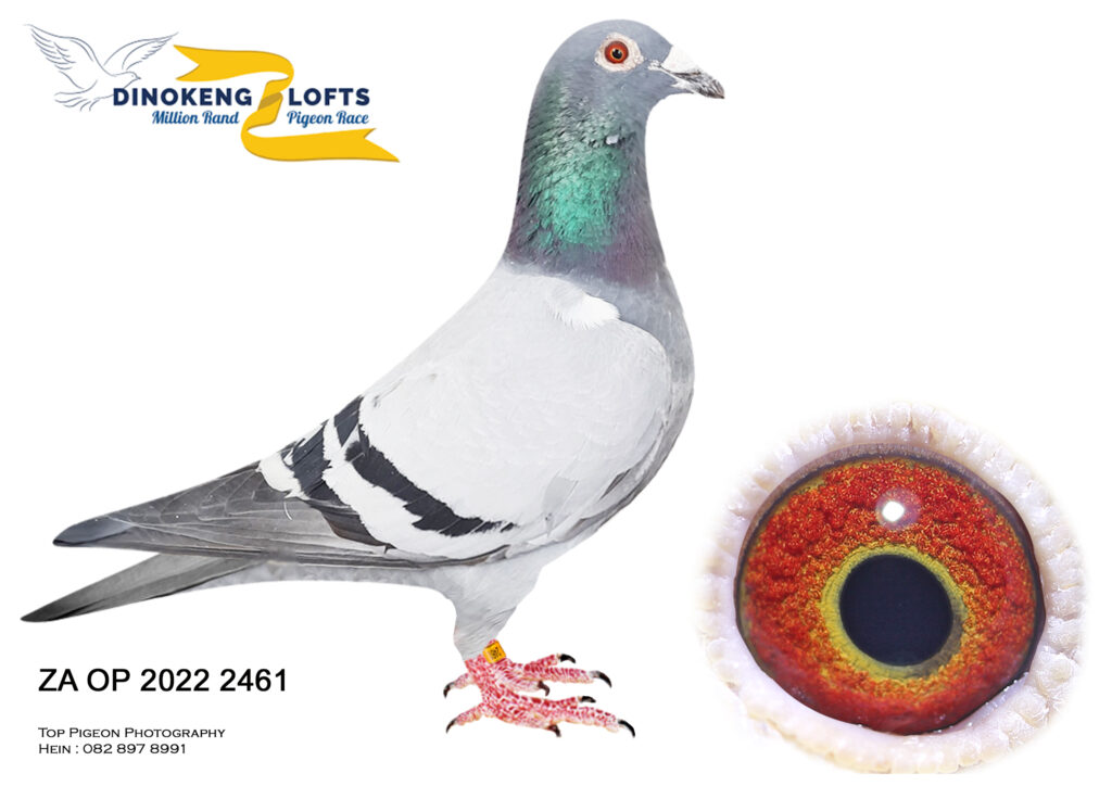 LOT 67 DINOKENG OLR AUCTION 4 B -GERBER & KOUTSOUDIS – ZA 22 OP 2461 – NO PEDIGREE!! - Top Pigeon