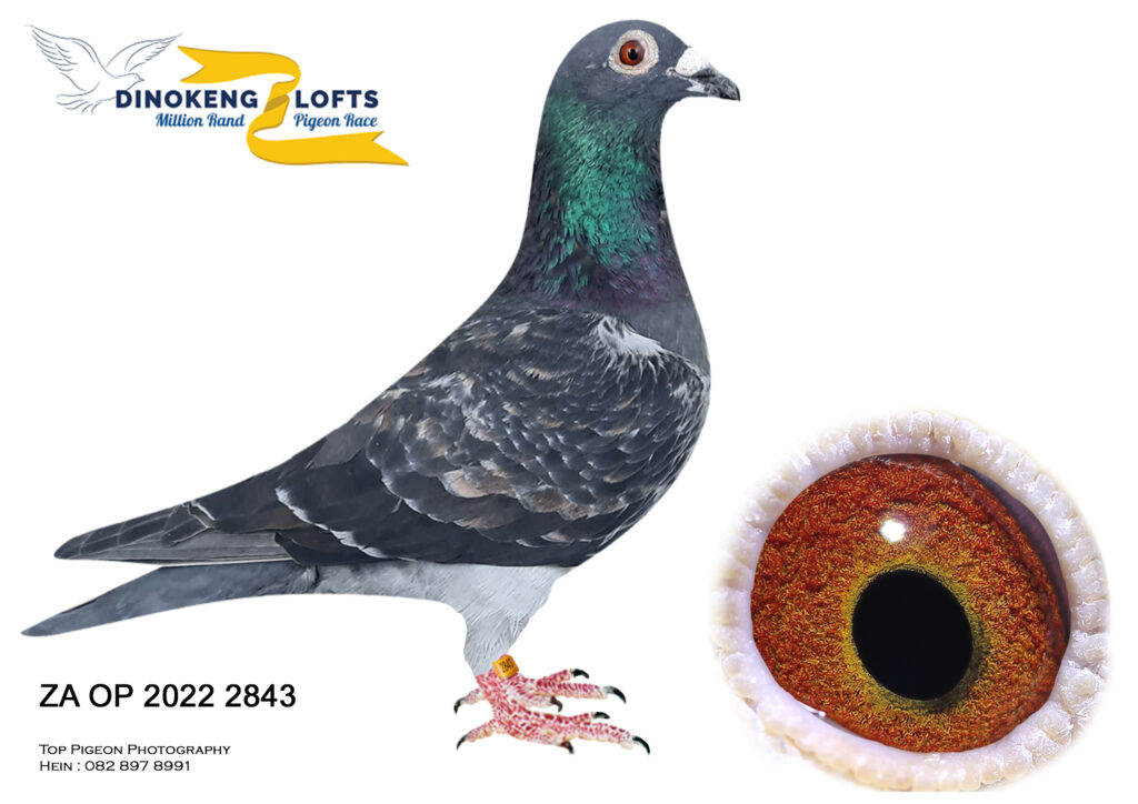 LOT 62 DINOKENG OLR AUCTION 4 B -BOWNTY HUNTER – ZA OP 22 2843 – NO PEDIGREE!!