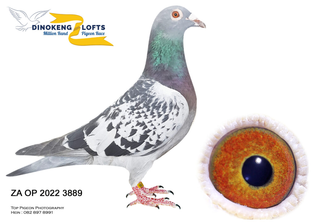 Z..LOT 118 DINOKENG OLR AUCTION 4 B -PIGEONS AT WAR – ZA 22 OP 3889 – NO PEDIGREE!!!