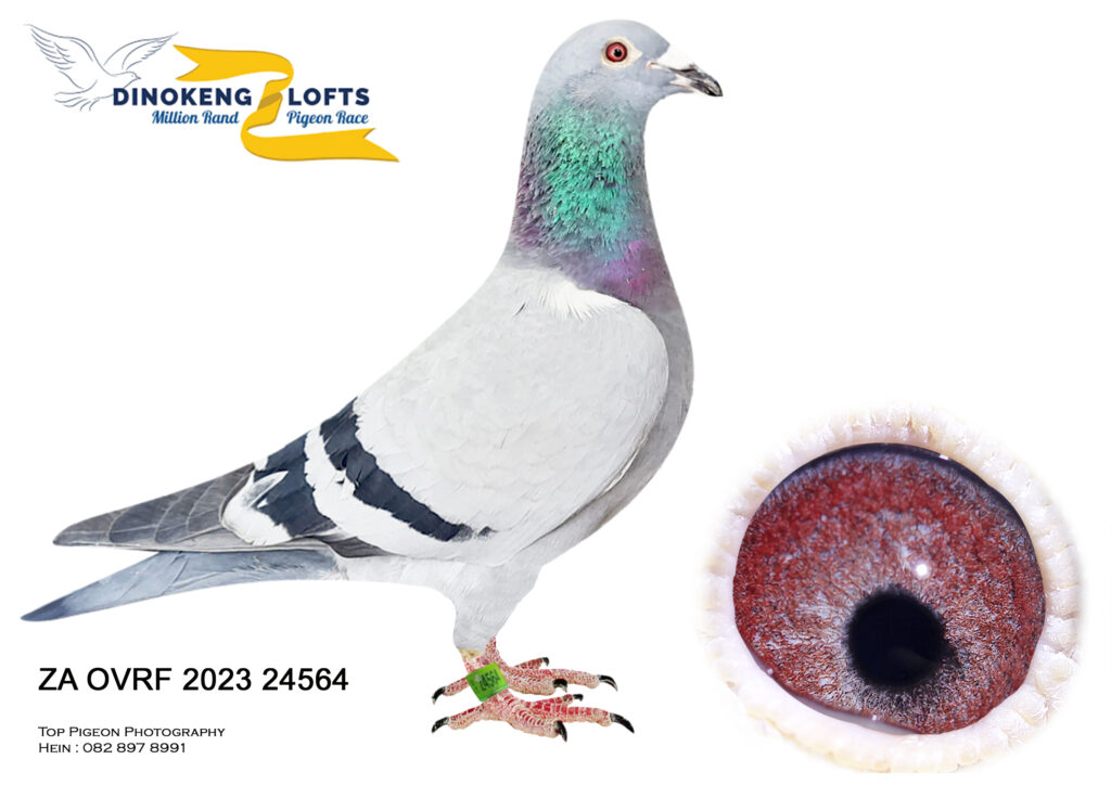 LOT 53 DINOKENG OLR AUCTION 4 A -MAGETZANE – ZA 23 OVRF 24564 – NO PEDIGREE!!