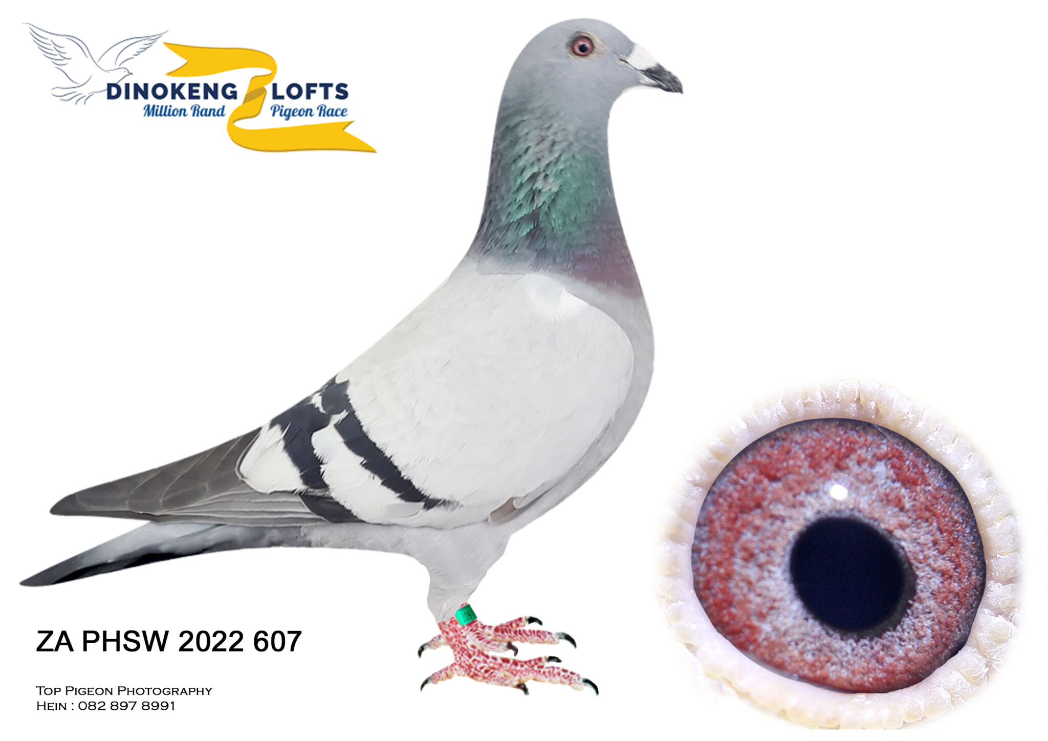 LOT 95 DINOKENG OLR AUCTION 4 B -WAJID LOFTS – ZA PHSW 607 – NO PEDIGREE!!