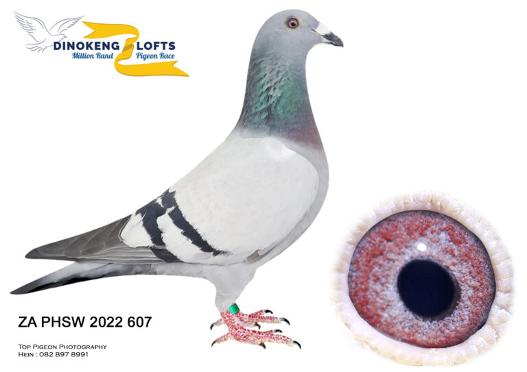 LOT 95 DINOKENG OLR AUCTION 4 B -WAJID LOFTS – ZA PHSW 607 – NO PEDIGREE!!