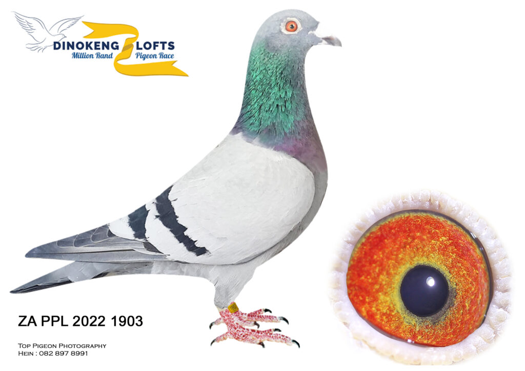 Z..LOT 107 DINOKENG OLR AUCTION 4 B -KADER & NADIA AHMED / YAZEED / FRANS – ZA 22 PPL 1903 NO ...