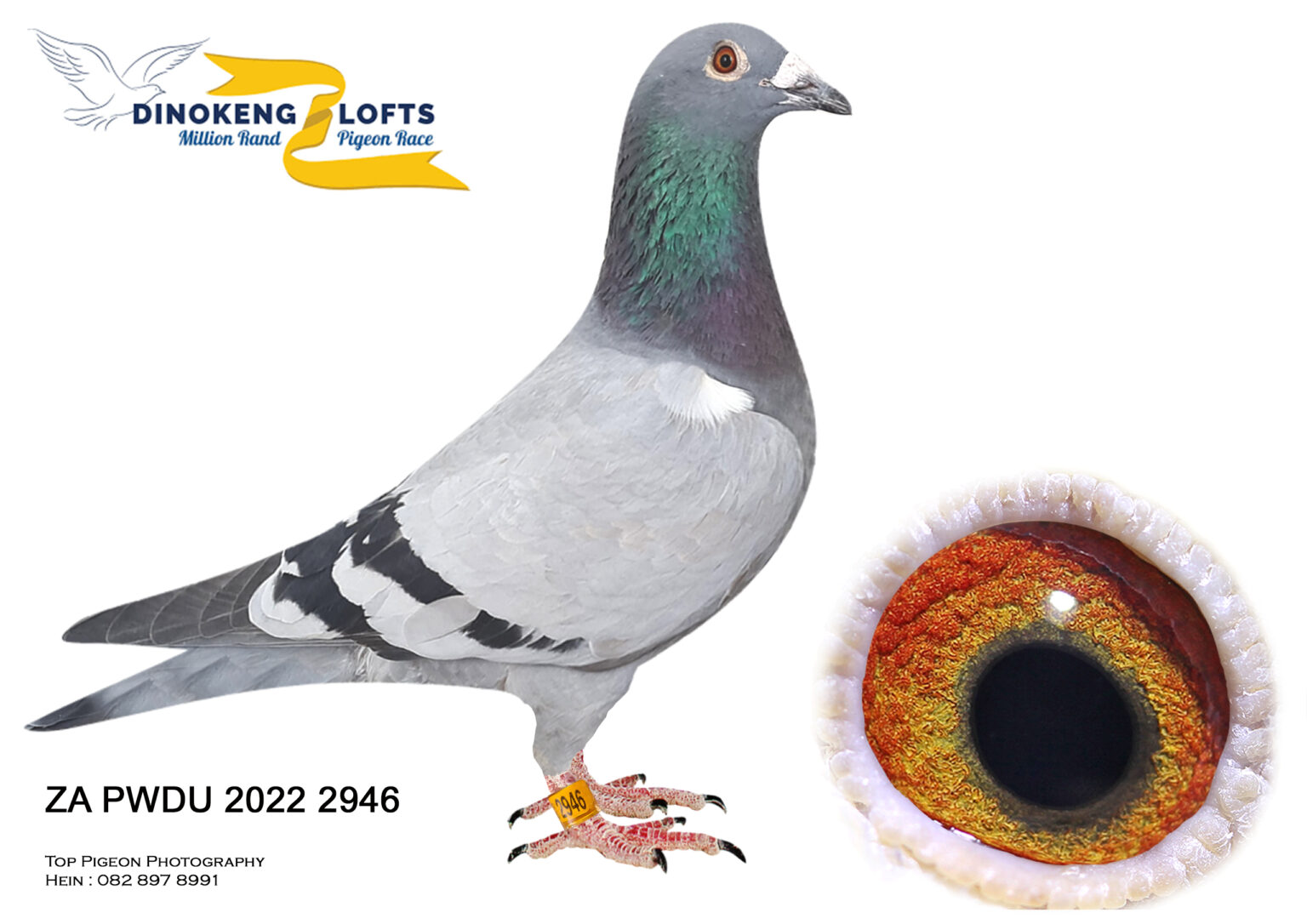 LOT 80 DINOKENG OLR AUCTION 4 B -FOUR WORX – ZA 22 PWDU 2946 – SIRE:ZA 18 ZULU 0253 .Alias “ZULU ...