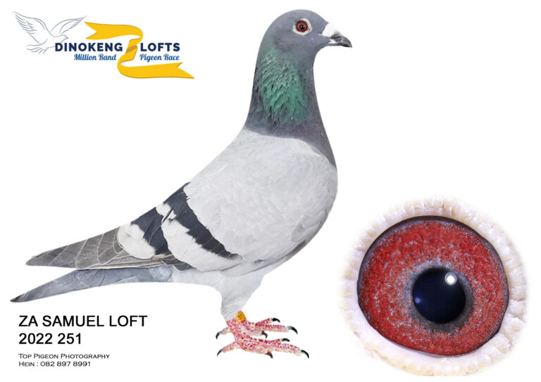 LOT 94 DINOKENG OLR AUCTION 4 B -UTHEMBAKELE FAMILY – ZA 22 SAMUEL LOFT 251 —–17th Race 5 550km ...