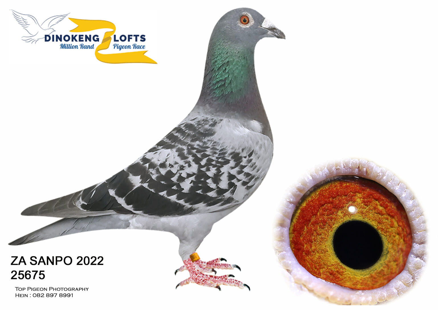 LOT 75 DINOKENG OLR AUCTION 4 B -WILLIE MUNNIK – ZA 22 25675 – SIRE: 10 BELG 4323550 Alias “1 ...