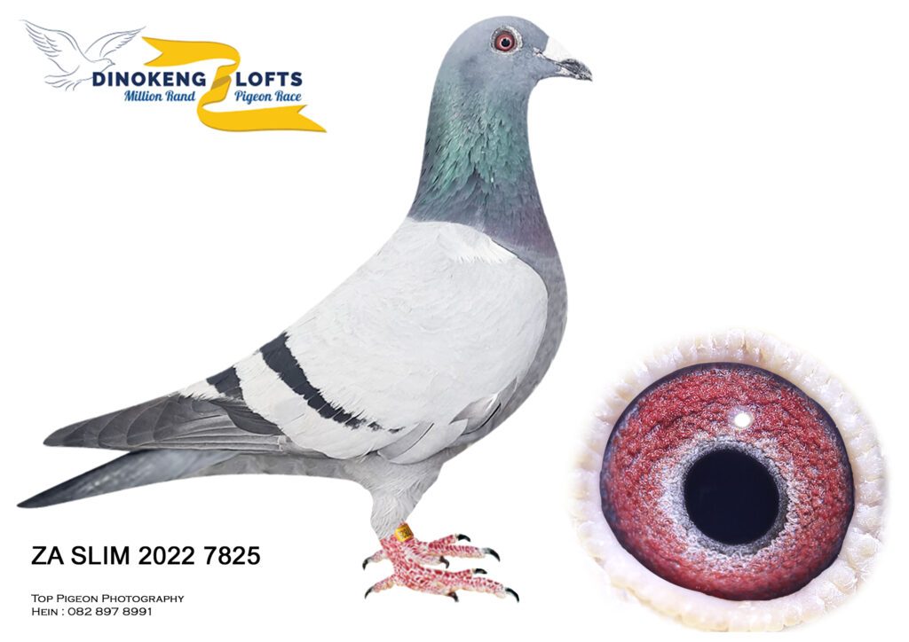 LOT 77 DINOKENG OLR AUCTION 4 B -BOSVELDERS – ZA 22 SLIM 7825 NO PEDIGREE!!