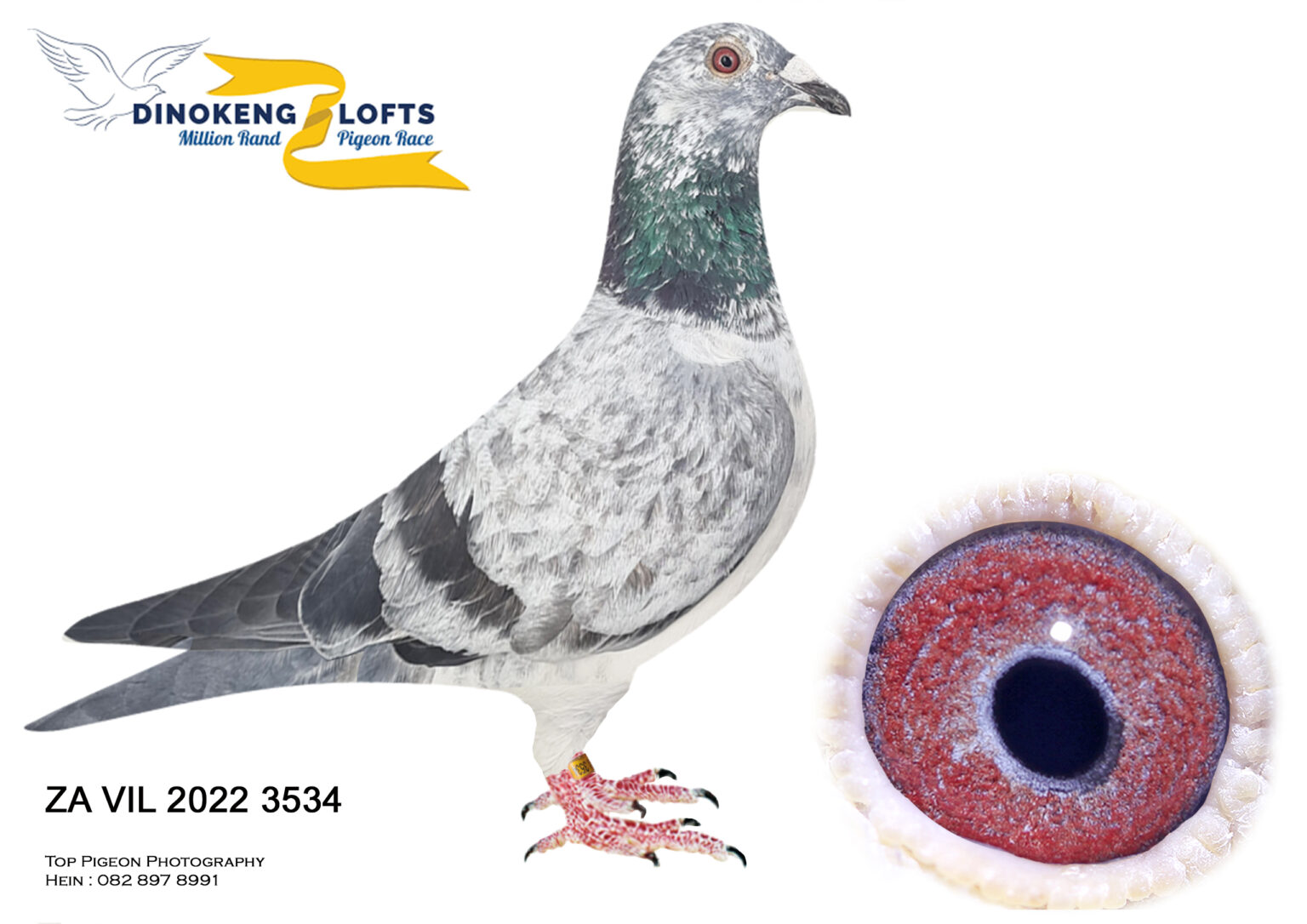 LOT 79 DINOKENG OLR AUCTION 4 B -DAWIE DE JAGER – ZA 22 VIL 3534 – BRED BY PIGEON PALACE ...