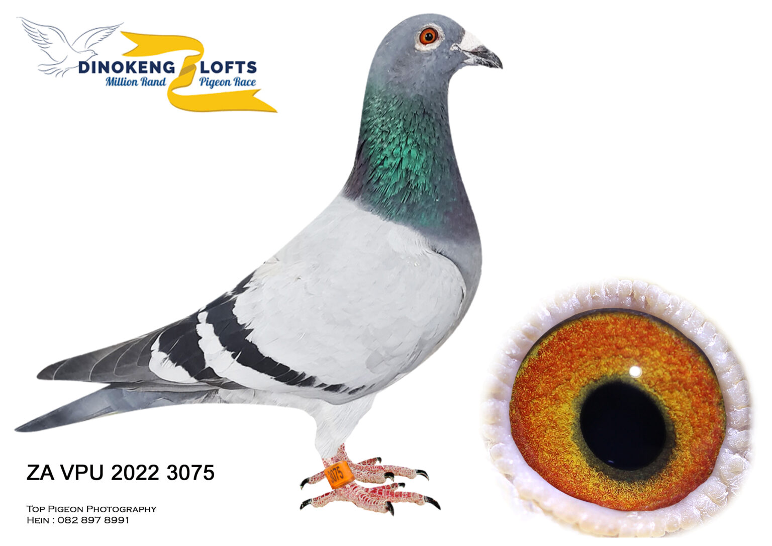 Z..LOT 116 DINOKENG OLR AUCTION 4 B -MAGETZANE – ZA 22 VPU 3075 – NO PEDIGREE!