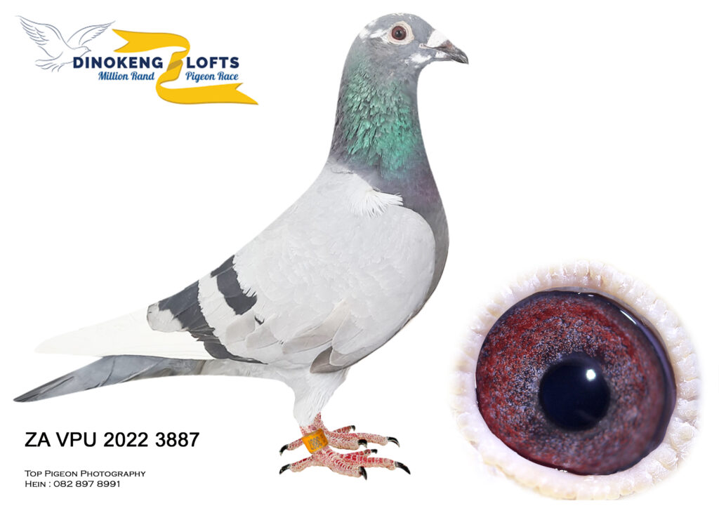 LOT 55 DINOKENG OLR AUCTION 4 A -PARSONS/ROUS/VAN ZYL – ZA 22 VPU 3887 ——-HALF SISTER CELINE ...