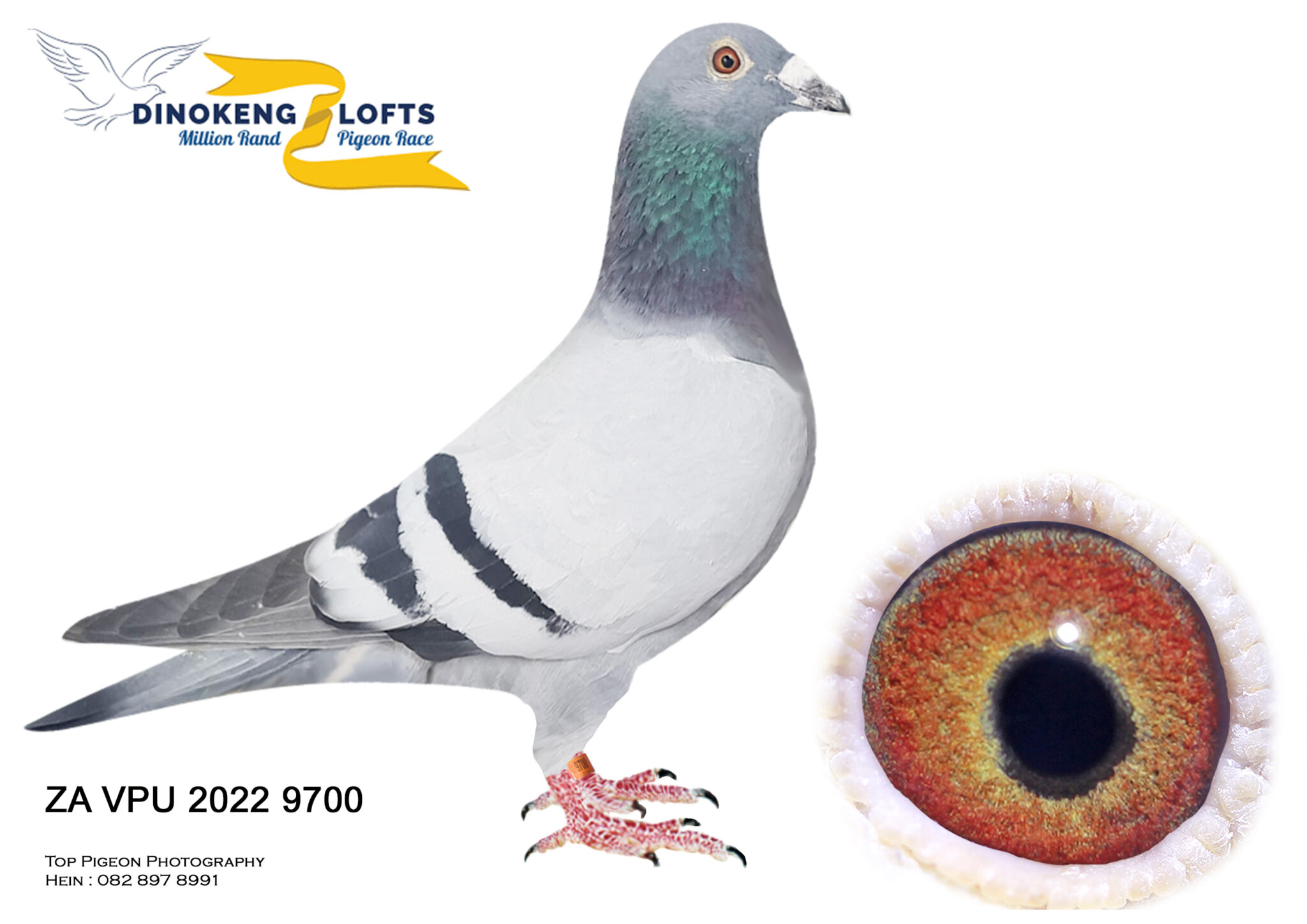 Z..LOT 117 DINOKENG OLR AUCTION 4 B -OOA & RVVA – ZA 22 VPU 9700 – SIRE:ZA 16 OERF 05518 ...