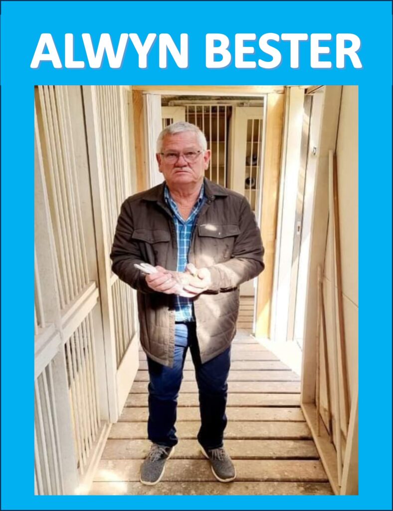 Auctions - Top Pigeon