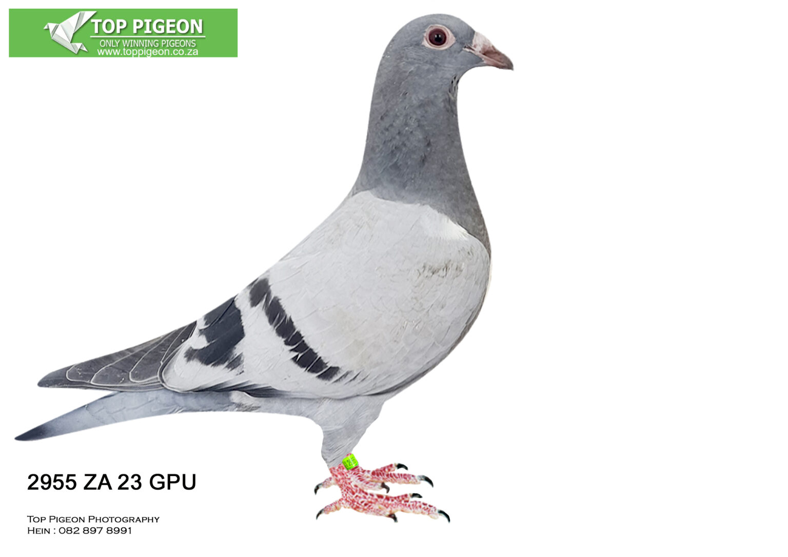 .LOT 7 DANIE SCHOLTZ / JACO FAUL -ZA 23 GPU 2955 BBAR – SIRE: 7932 ZA 22 HPT. Alias “MANNY ...