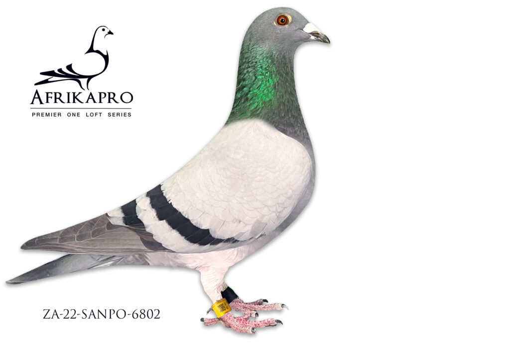 LOT 12 R500 BARGAIN BOX – -EX AFRIKAPRO-ZA 22 SANPO 6802 – – NO PEDIGREE!!