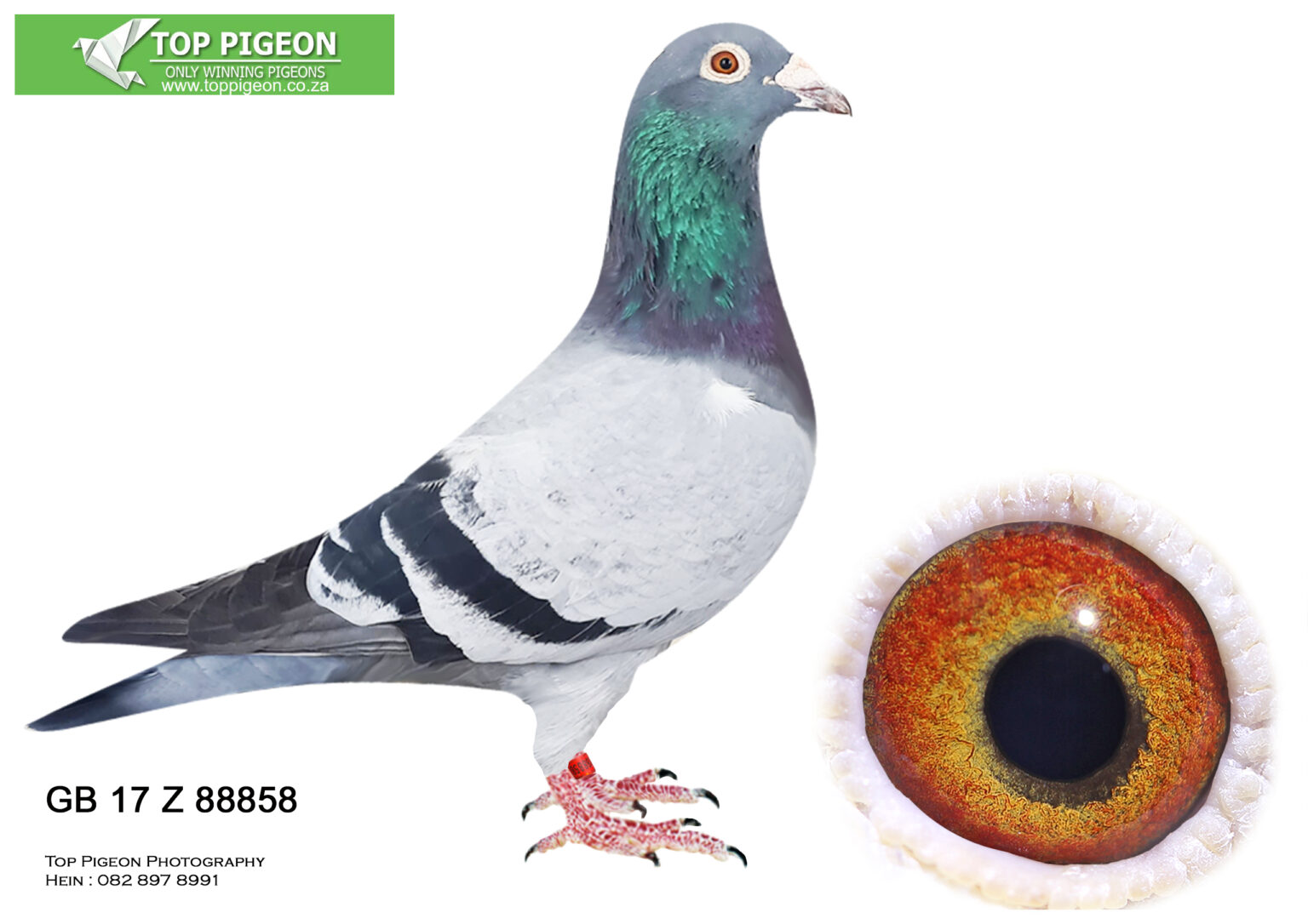 .LOT 1 GABY VANDENABEELE OFFERED BY SAMUEL LOFTS -GB 17 Z 88858——SIRE:BELG 07 3008585. GABY ...