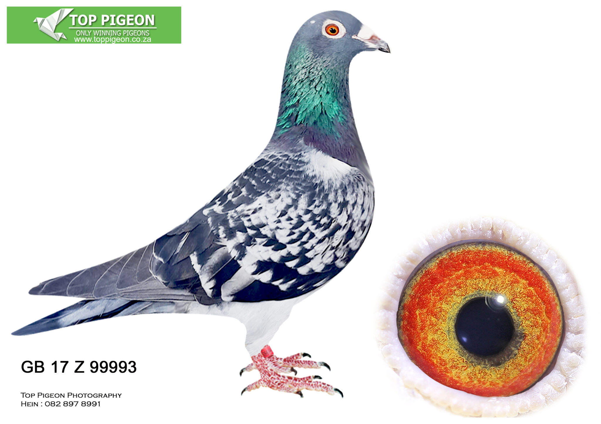 .LOT 2 GABY VANDENABEELE OFFERED BY SAMUEL LOFTS -GB 17 Z 99993 .DNA CERTIFIED.INBRED “BLIKSEM ...