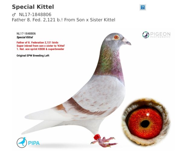 .LOT 1 PIGEON PALACE EXCLUSIVE KITTEL AUCTION -ZA 23 KGL 396 RED PIED ...