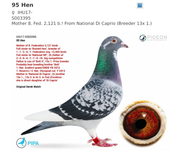 .LOT 1 PIGEON PALACE EXCLUSIVE KITTEL AUCTION -ZA 23 KGL 396 RED PIED – BRED FROM A VERY SPECIAL ...