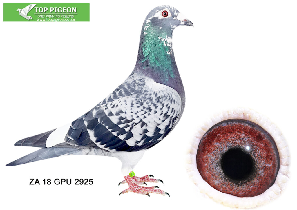 .LOT 2 HOT THURSDAY NIGHT AUCTION- ZA 18 GPU 2925 CHECK PIED – SIRE: 4125 PWF 13 ZA .Strain ...