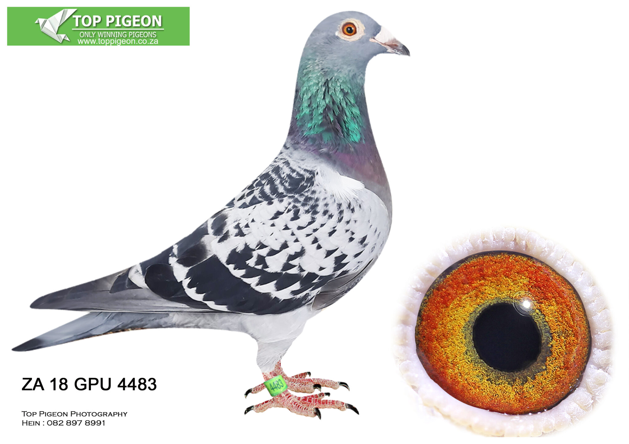 .LOT 6 R500 BARGAIN BOX – ZA 18 GPU 4483 CHECK – ——BRED BY TNT LOFTS—SIRE:ZA 17 GPU 2783Alias ...