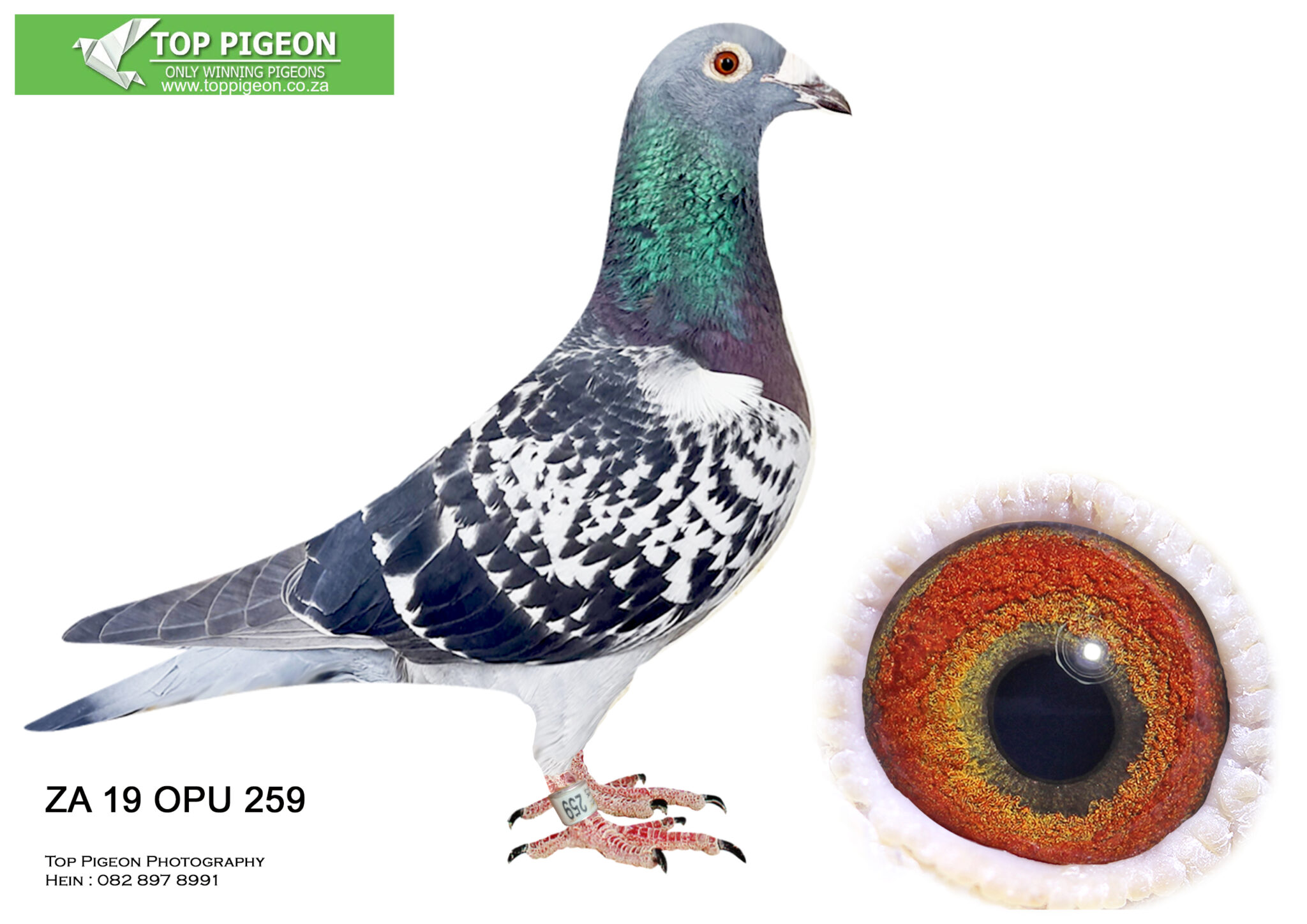 .LOT 9 HULLE WEET NIE WAT ONS WEET NIE 2 –ZA 19 OPU 259 CHECK – SIRE ...