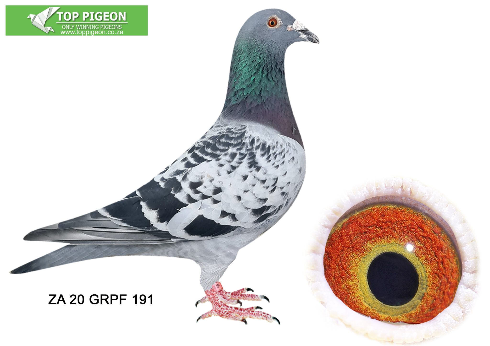 .LOT 7 PIGEON PALACE -ZA 20 GRPF 191 CHECK ——-BRED FROM SUPER TWILIGHT ...