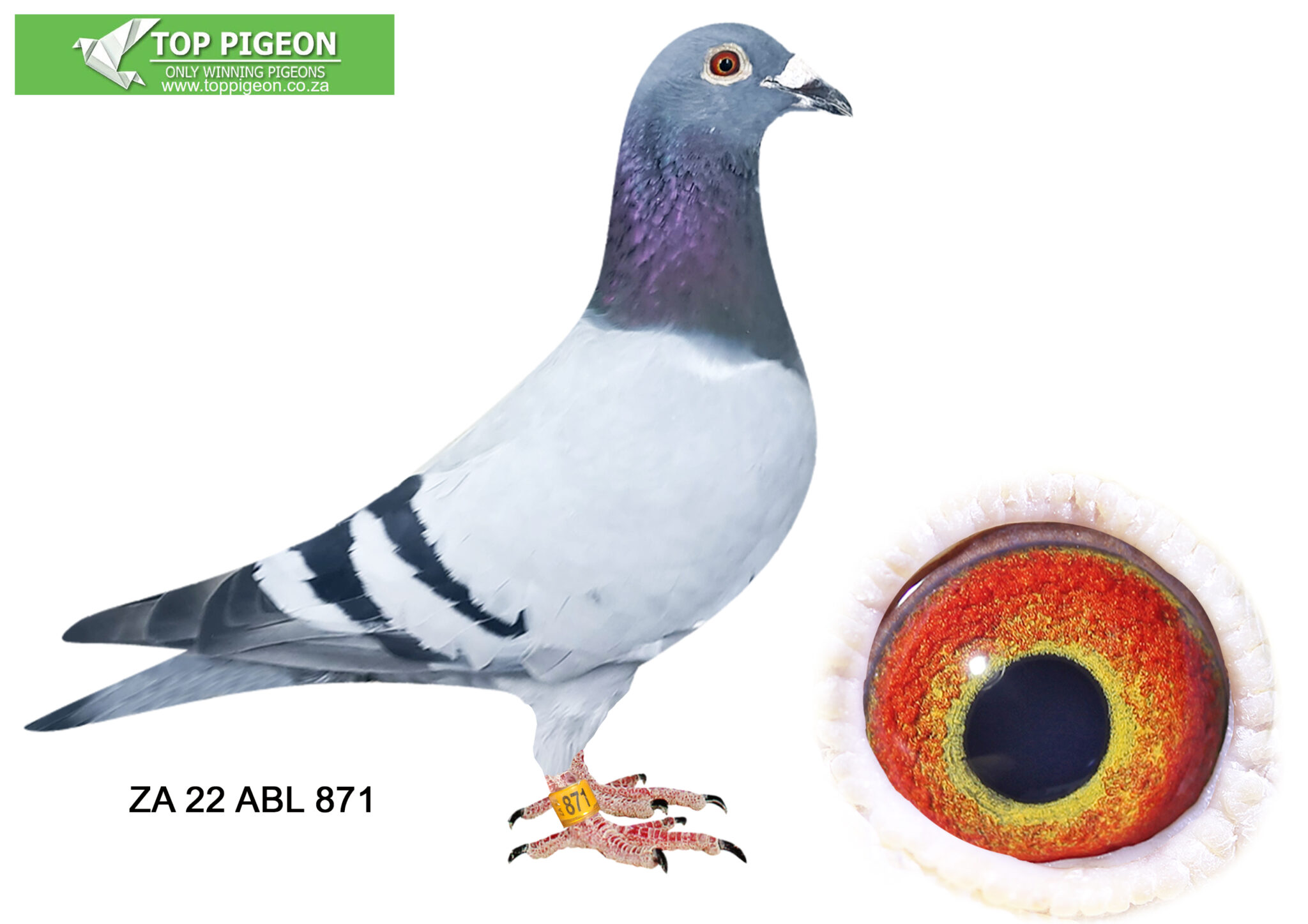 .LOT 8 PIGEON PALACE -ZA 22 ABL 871 BBAR – 810 BLOODLINE ——–SIRE: ZA 17 ...