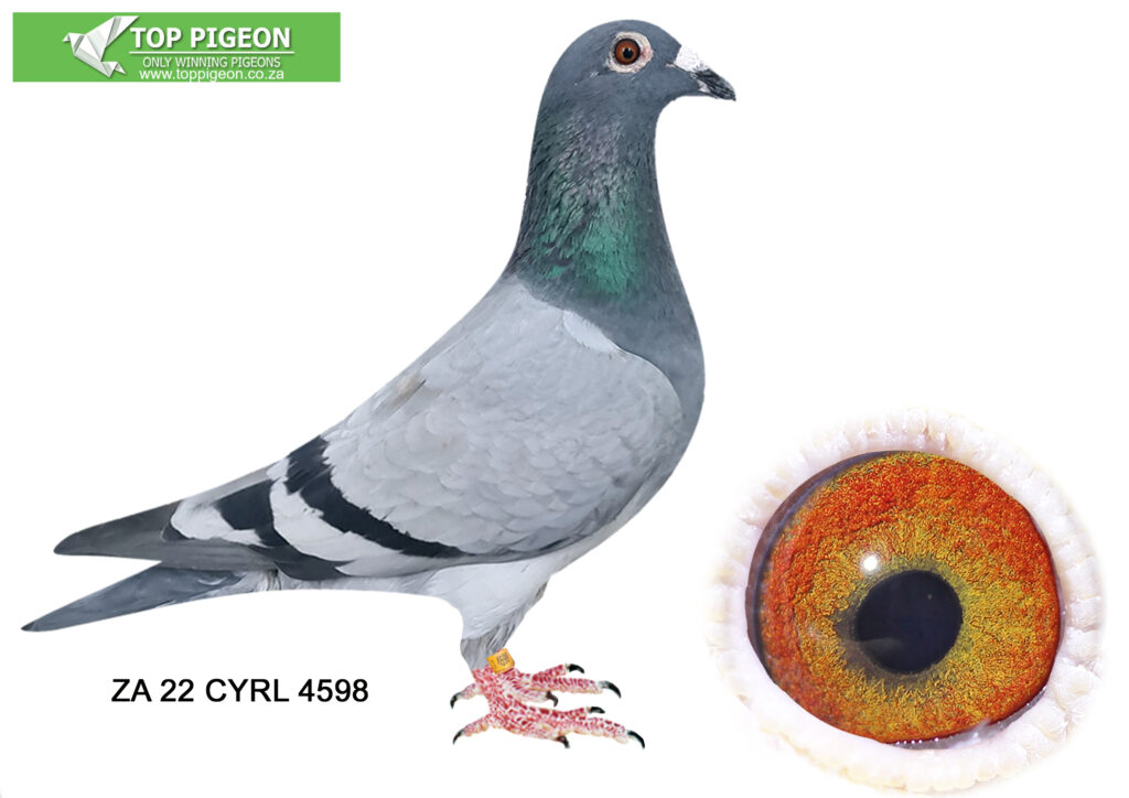 LOT 13 PIGEON PALACE -ZA 22 CYRL 4598 BBAR – SISTER TO ONE OF THEIR ...